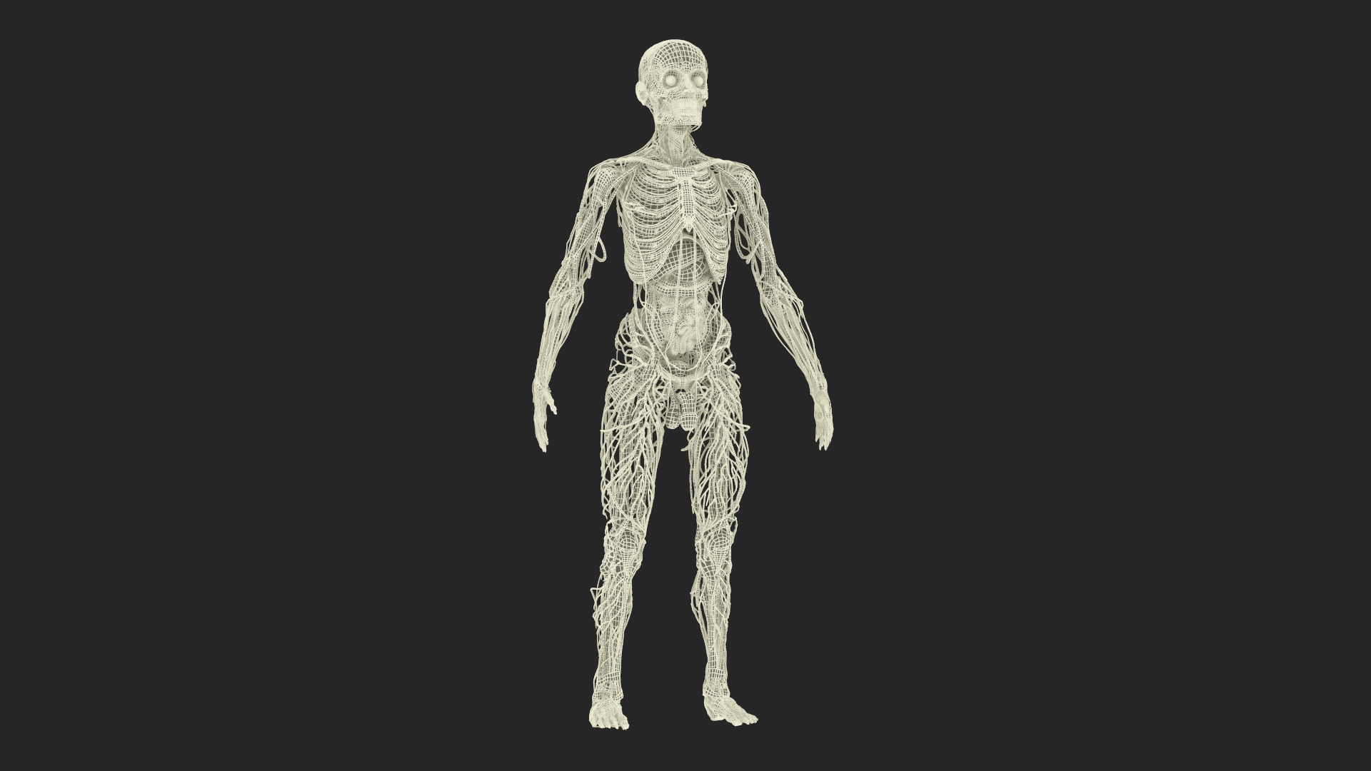 3D Human Anatomy With Circulatory And Nervous Systems Model ...