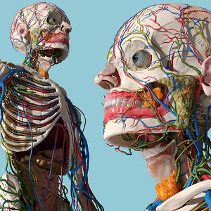 human nervous system project