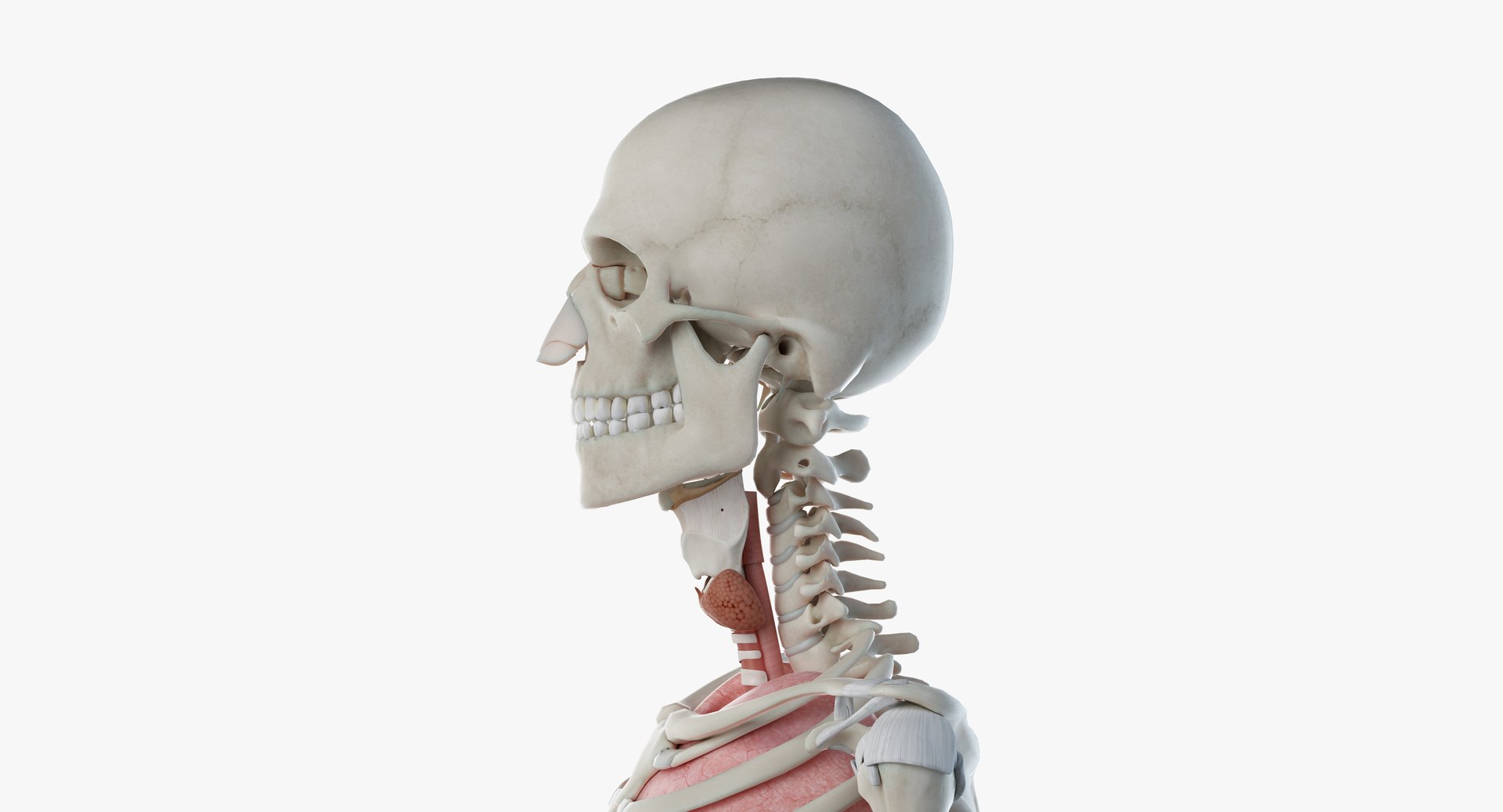 Skin asian male skeleton 3D model - TurboSquid 1499003