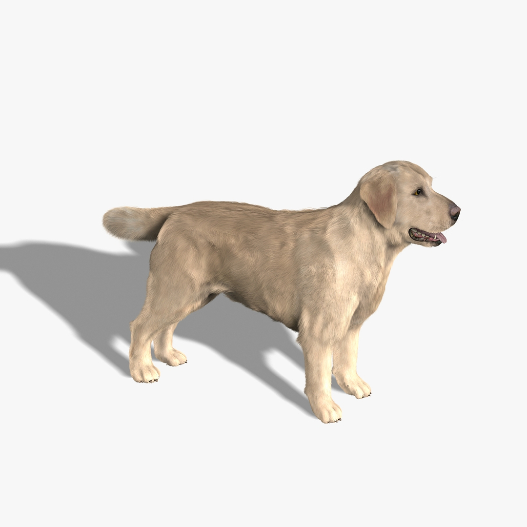 Labrador Retriever Dog Fur 3d Model