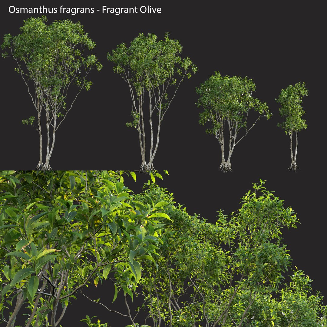 3D Osmanthus fragrans - Fragrant Olive - TurboSquid 2088395