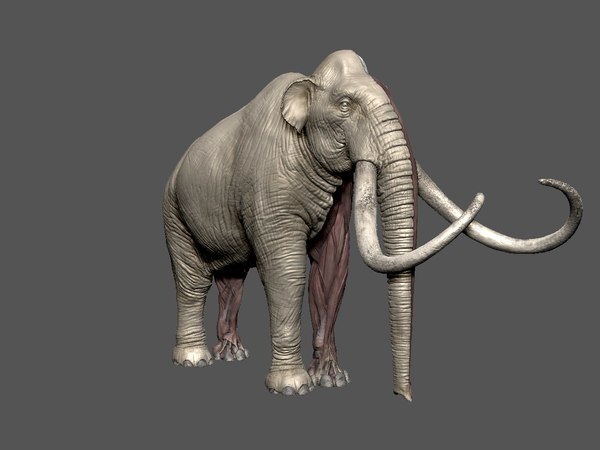 modelo 3d Woolly Mammoth Ecorche - TurboSquid 2019596