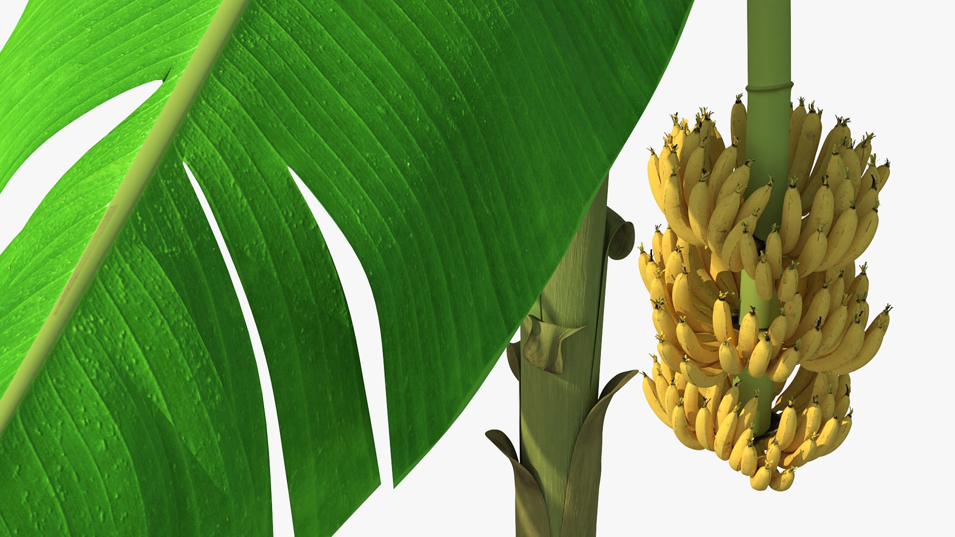 Banana Tree Ripe Yellow Model - TurboSquid 1577706