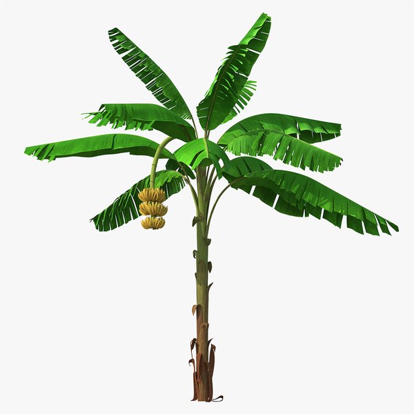 Banana Tree 3D Models for Download | TurboSquid