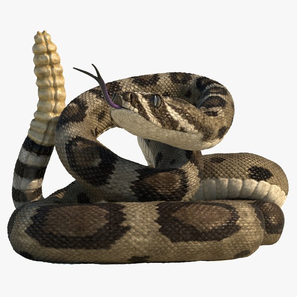 Snake 3D Models for Download | TurboSquid
