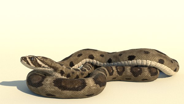 Rattlesnake Rigged Animated 3D - TurboSquid 1720532