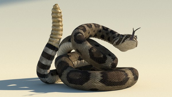 Rattlesnake Rigged Animated 3D - TurboSquid 1720532