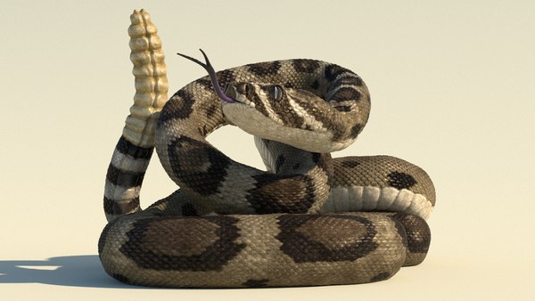 Rattlesnake Rigged Animated 3D - TurboSquid 1720532