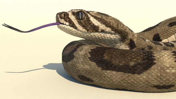 Rattlesnake Rigged Animated 3D - TurboSquid 1720532