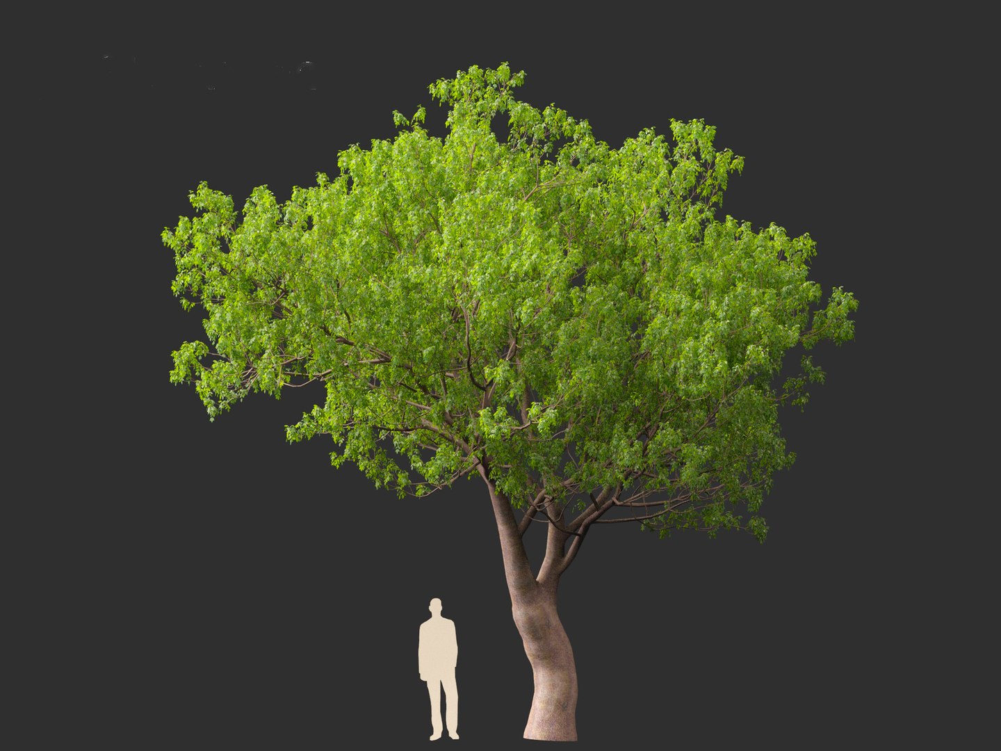 3D Fraxinus Ornus - Flowering Ash - TurboSquid 2115758