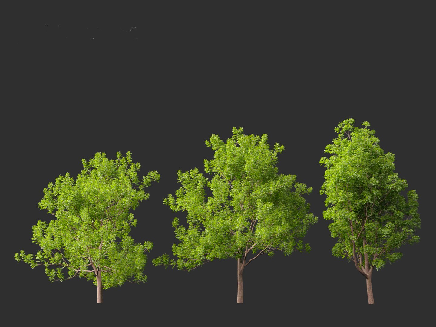 3D Fraxinus Ornus - Flowering Ash - TurboSquid 2115758
