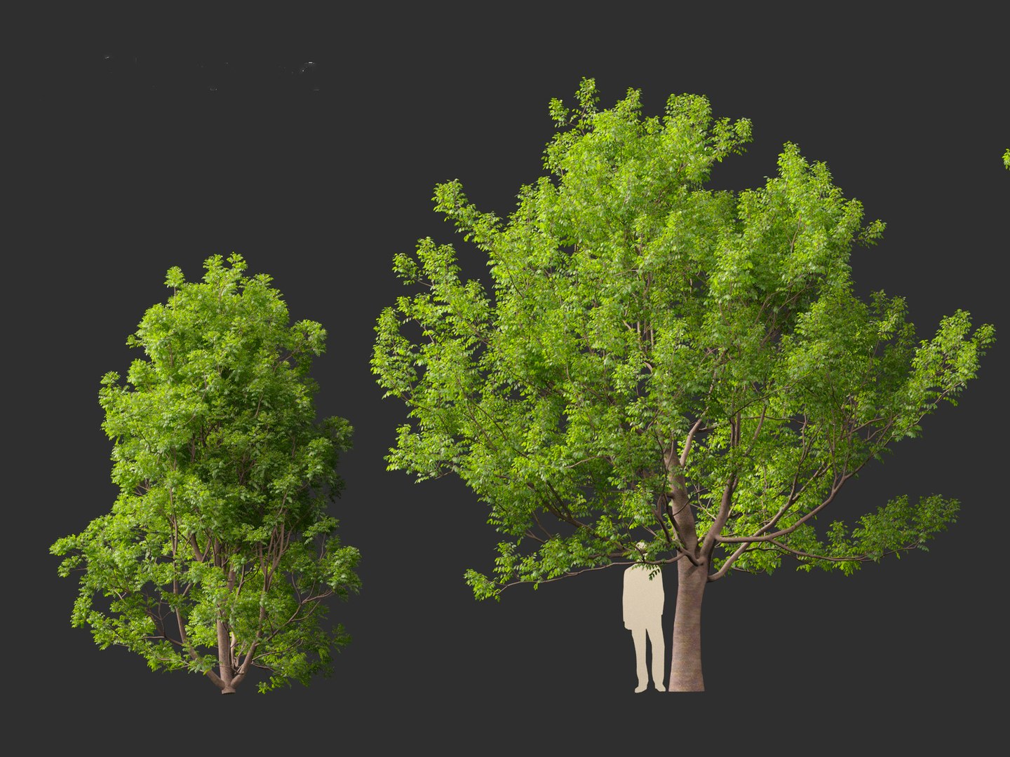 3D Fraxinus Ornus - Flowering Ash - TurboSquid 2115758