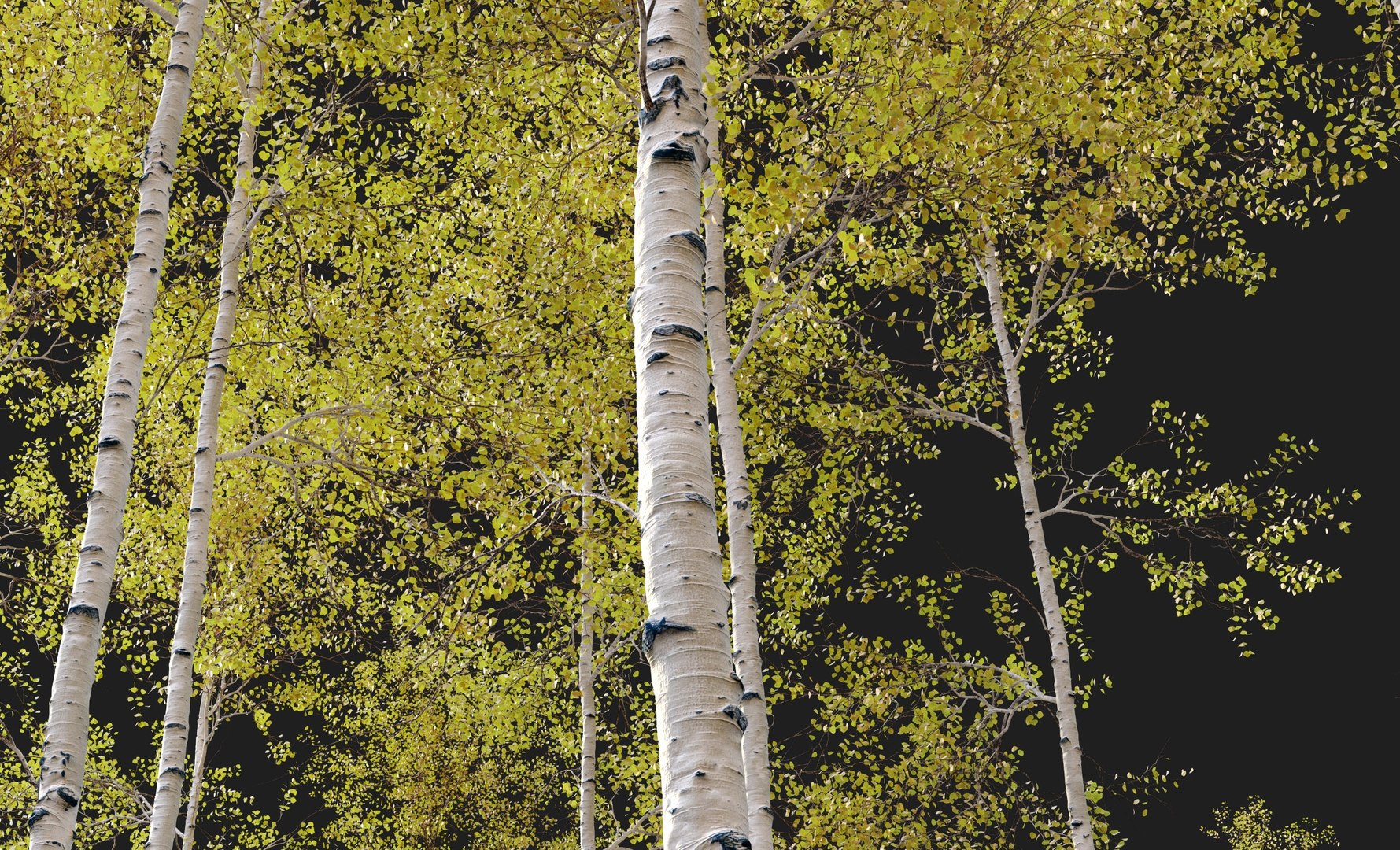 Aspen Trees02 3D Model - TurboSquid 1929140