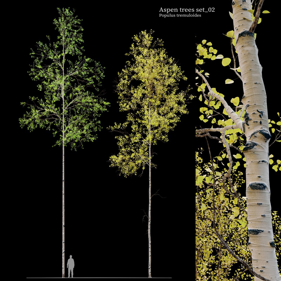 Aspen trees02 3D model - TurboSquid 1929140