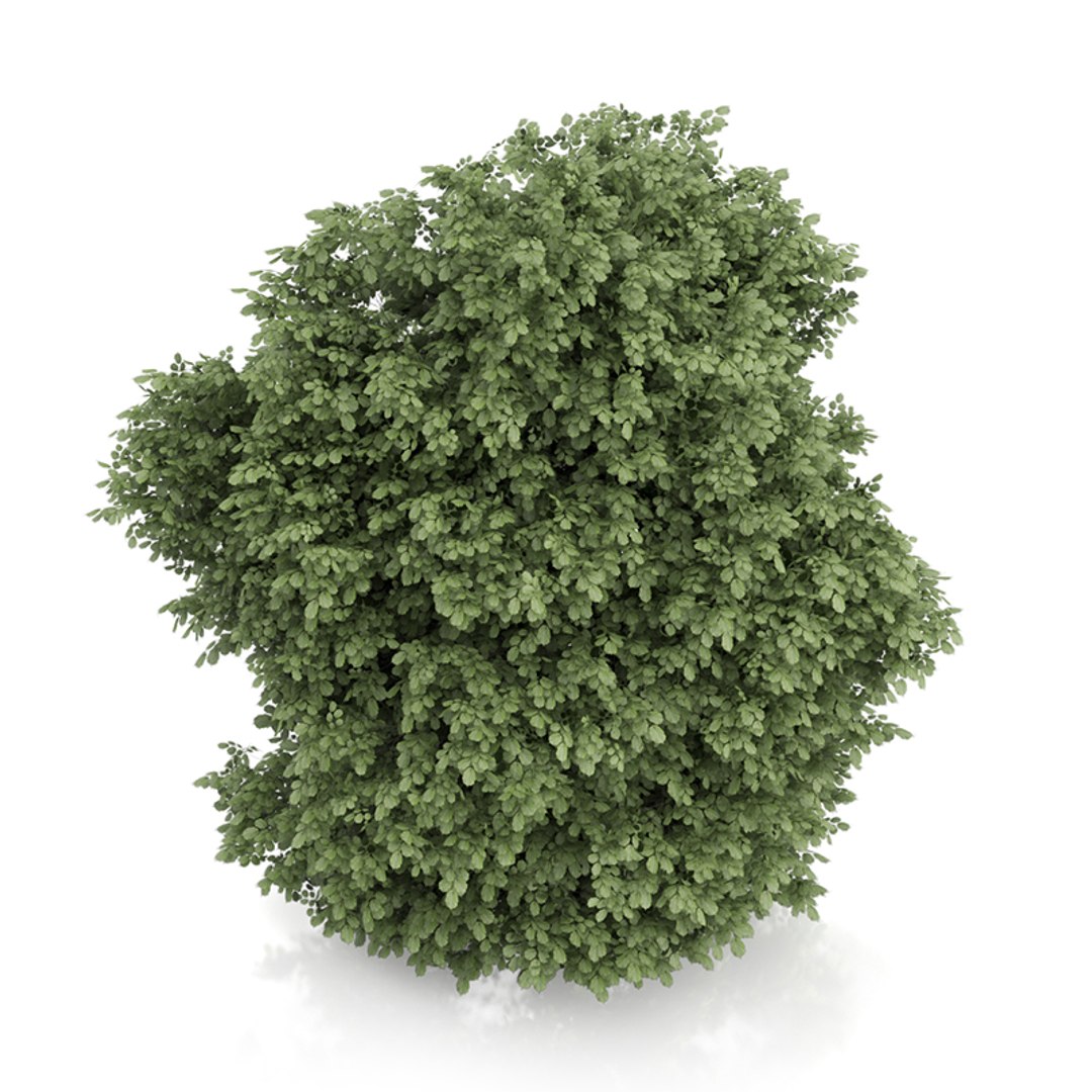 c4d common hazel tree corylus