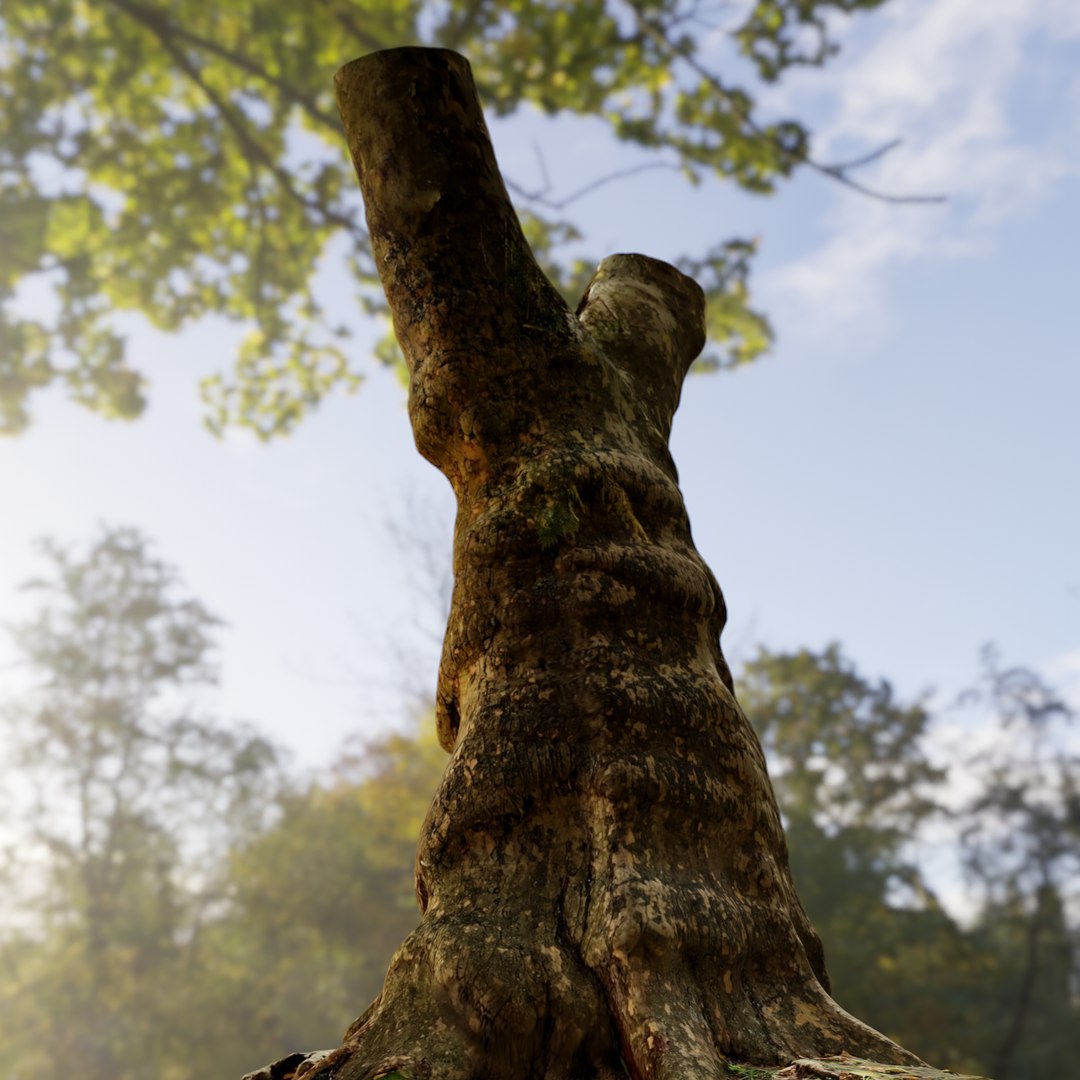 Old Gnarled Birch Tree 3D Model - TurboSquid 1981721