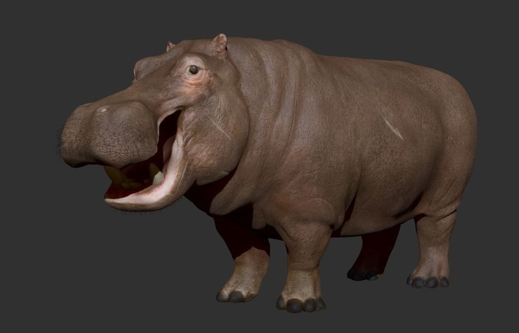 3D hippopotamus hippo rigged - TurboSquid 1393985