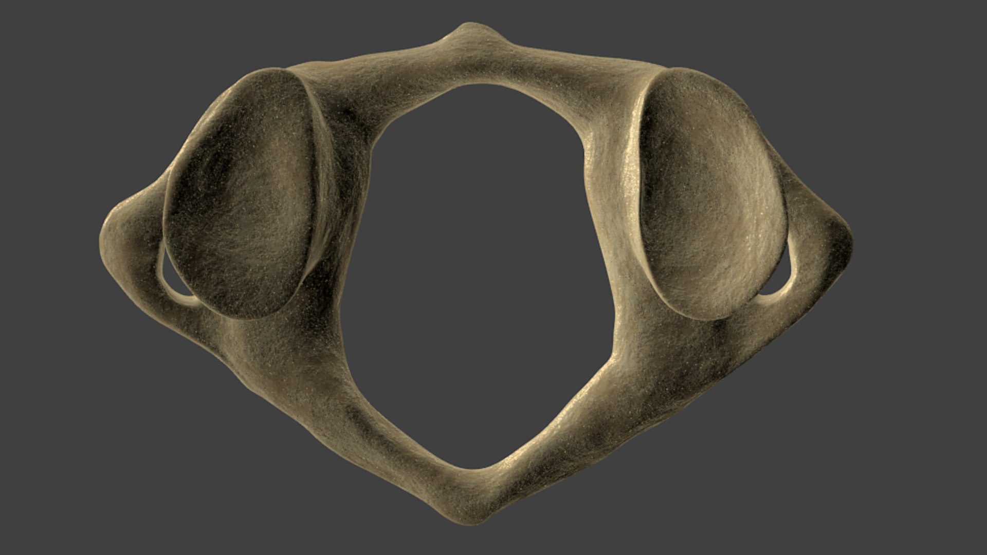 3ds atlas c1 vertebra