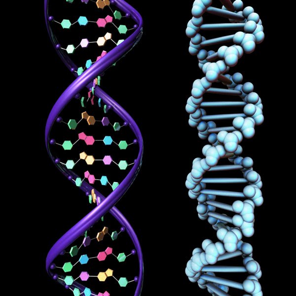 3d model of dna