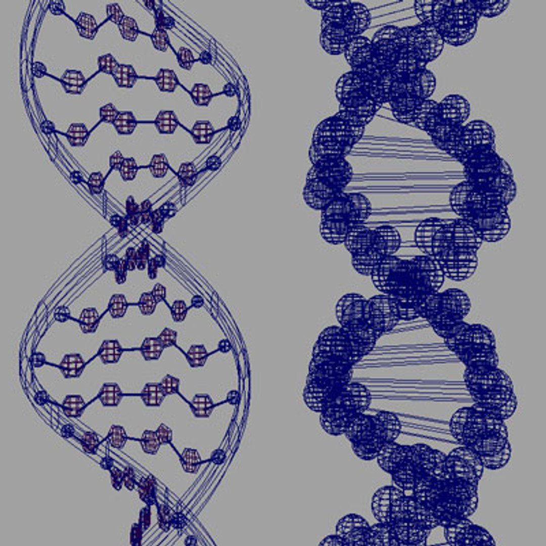 3d Model Of Dna
