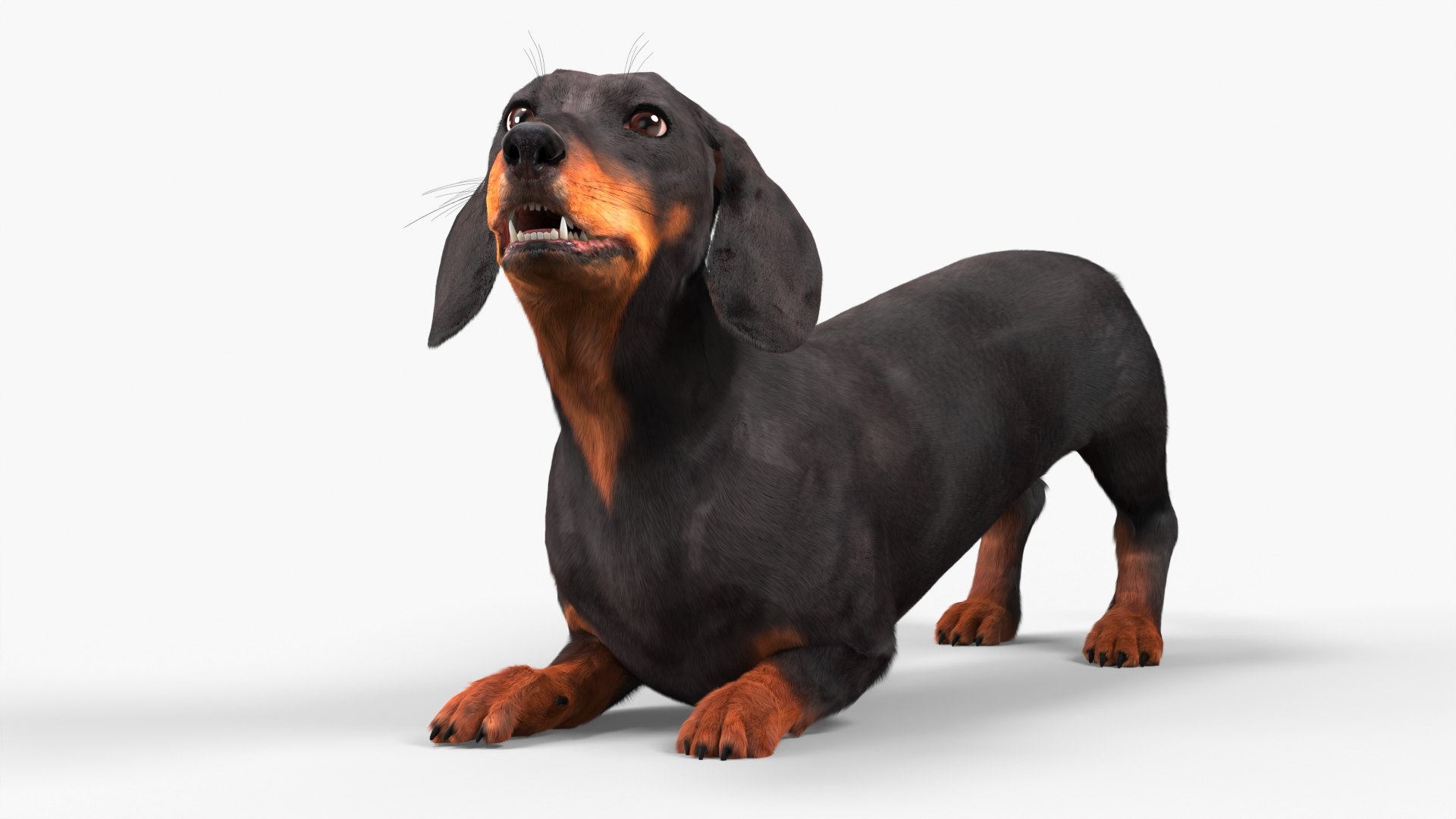modèle 3D de Chien de race Teckel standard, fourrure noire, prêt pour ...