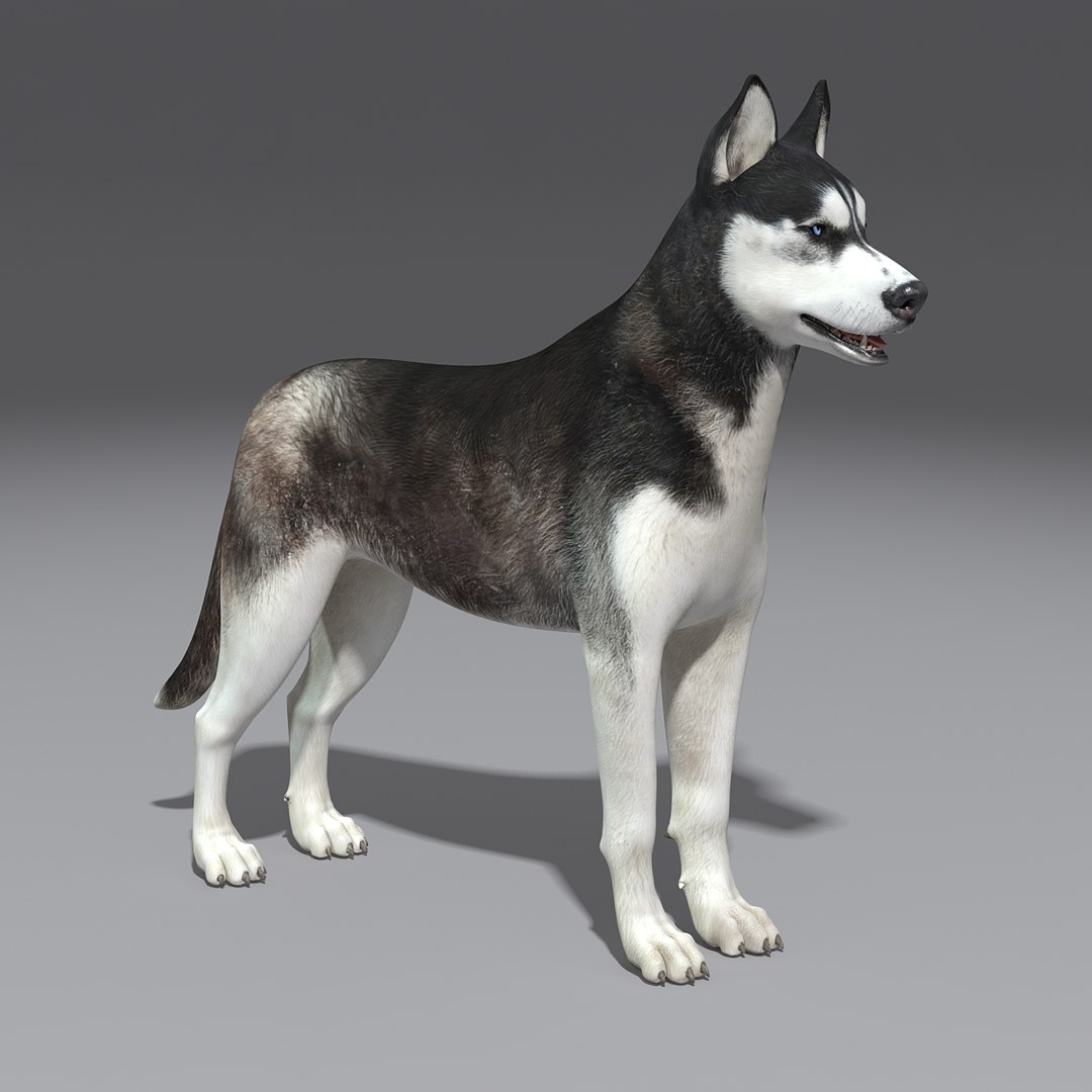 3dsmax Siberian Husky