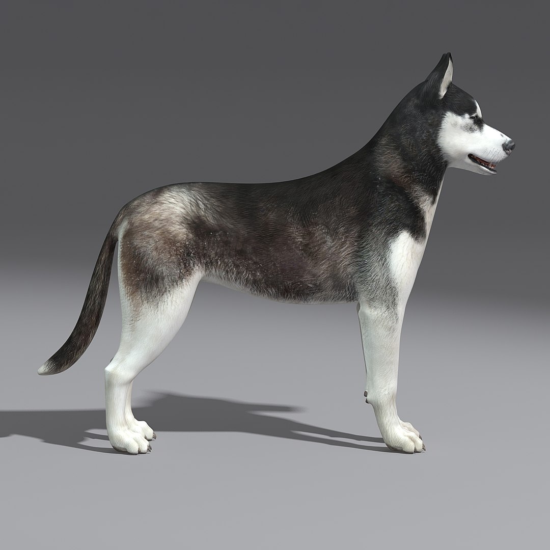 3dsmax Siberian Husky
