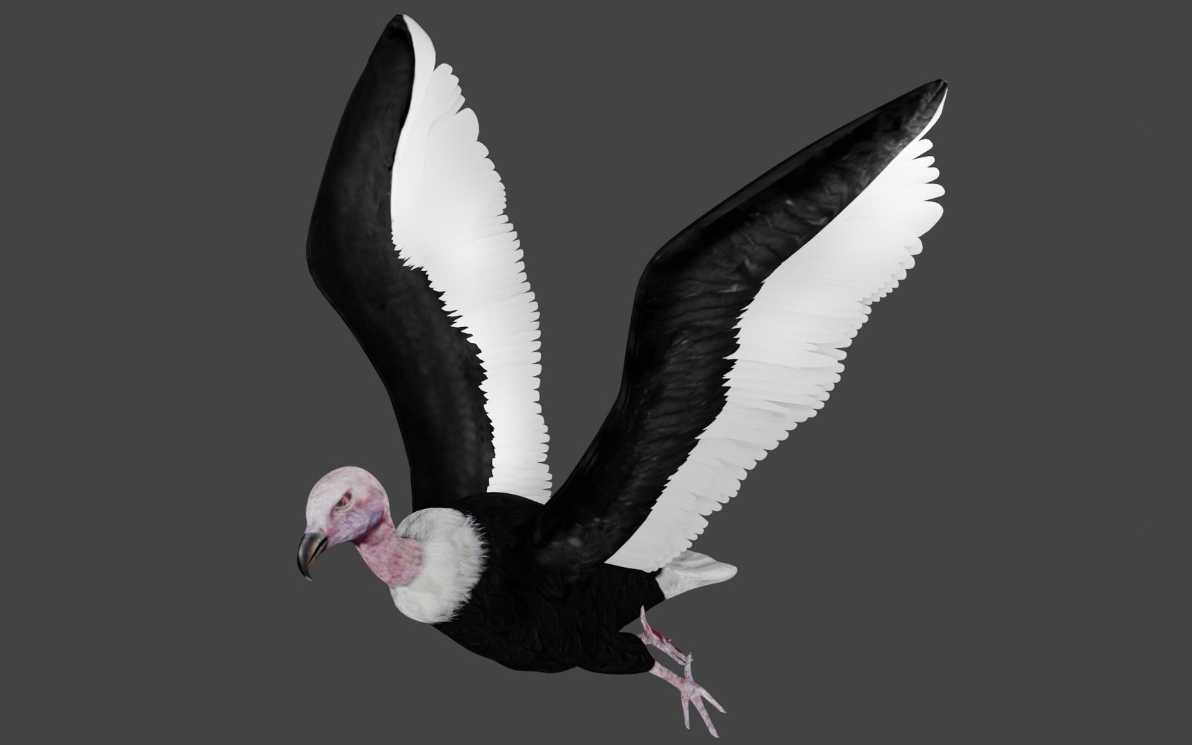3D Vulture Rigged - TurboSquid 1669507