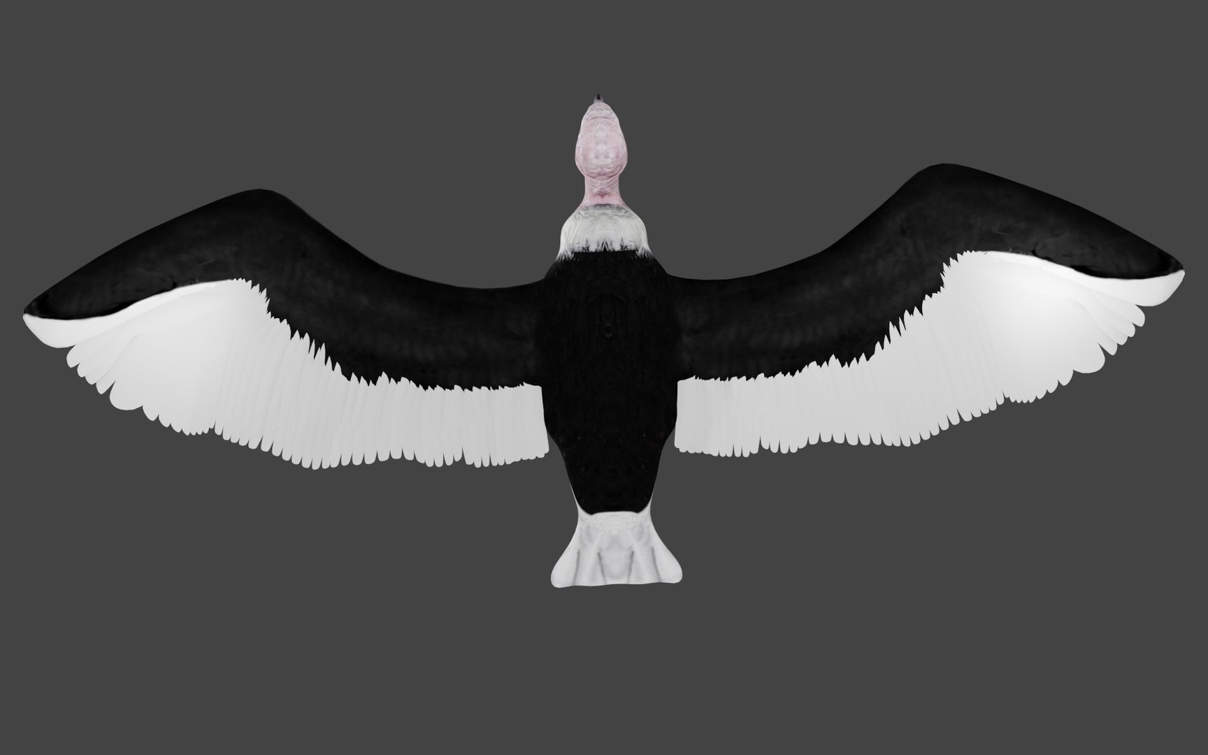 3D Vulture Rigged - TurboSquid 1669507