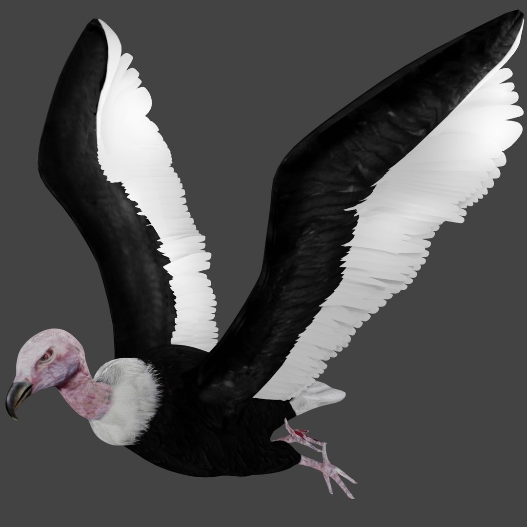 3D Vulture Rigged - TurboSquid 1669507