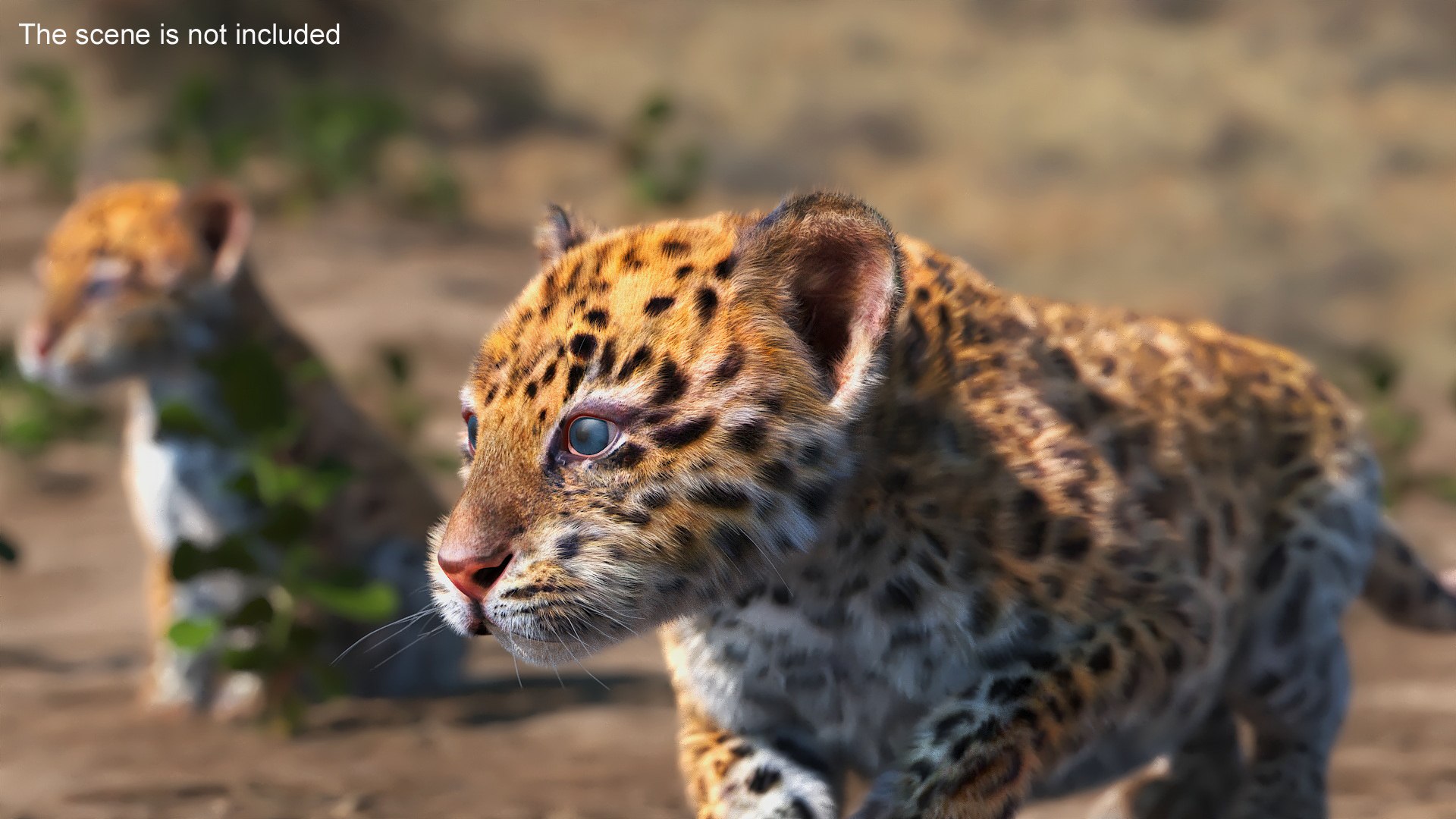 3D Leopard Cub Sneaking Pose With Fur - TurboSquid 2318903