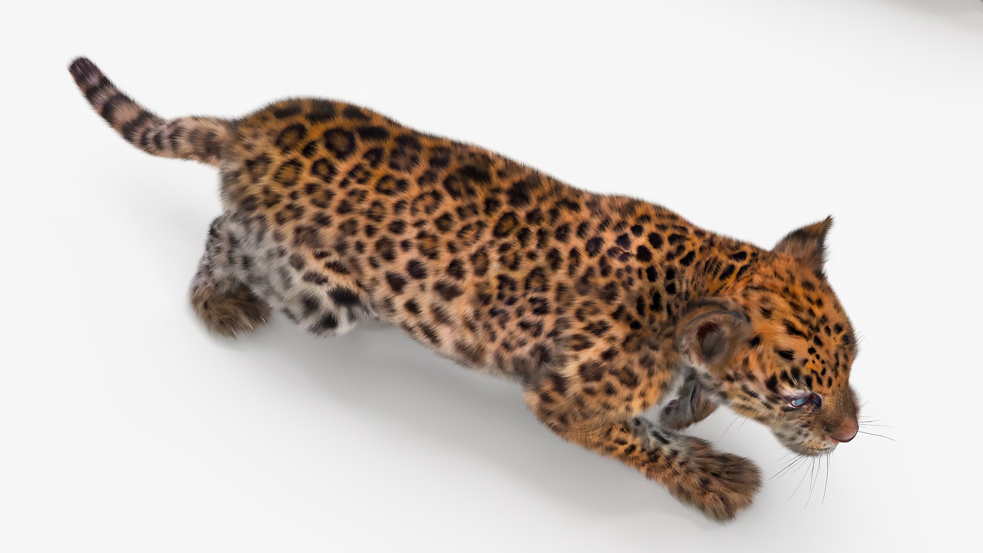 3D Leopard Cub Sneaking Pose With Fur - TurboSquid 2318903