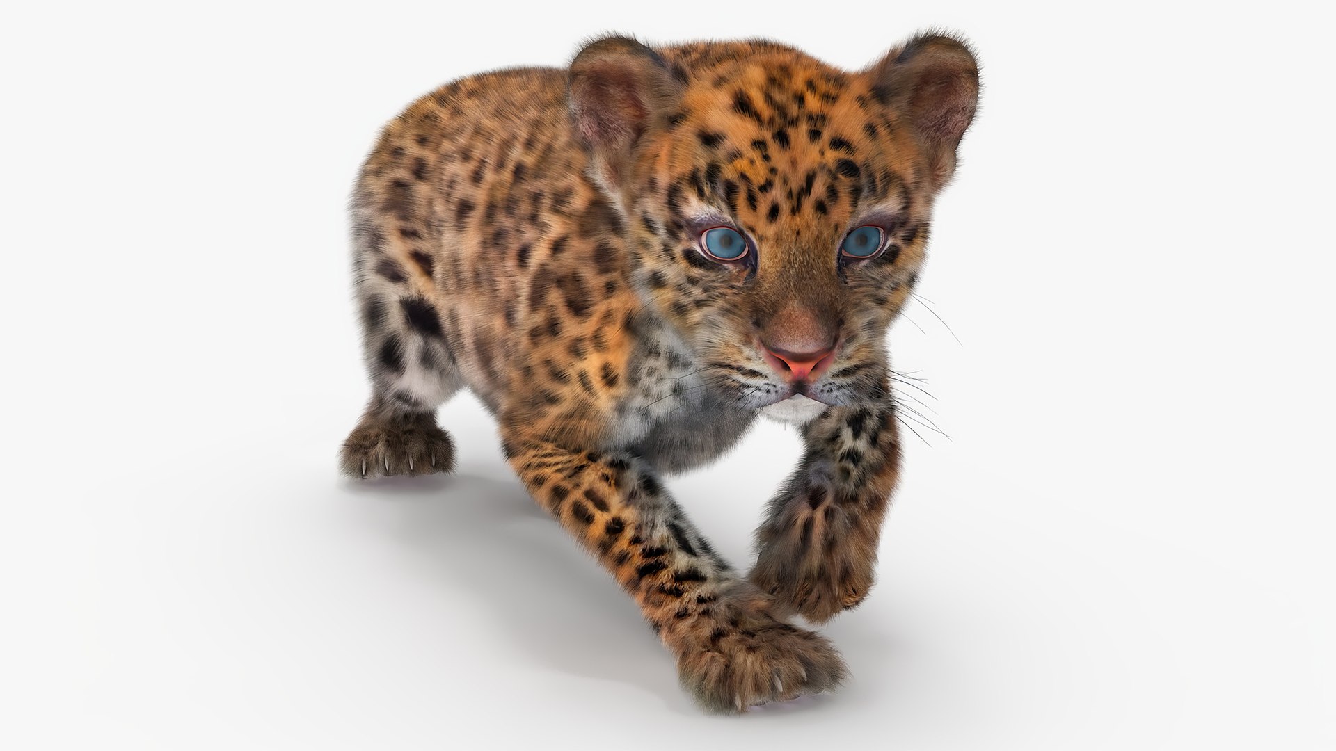 3D Leopard Cub Sneaking Pose With Fur - TurboSquid 2318903