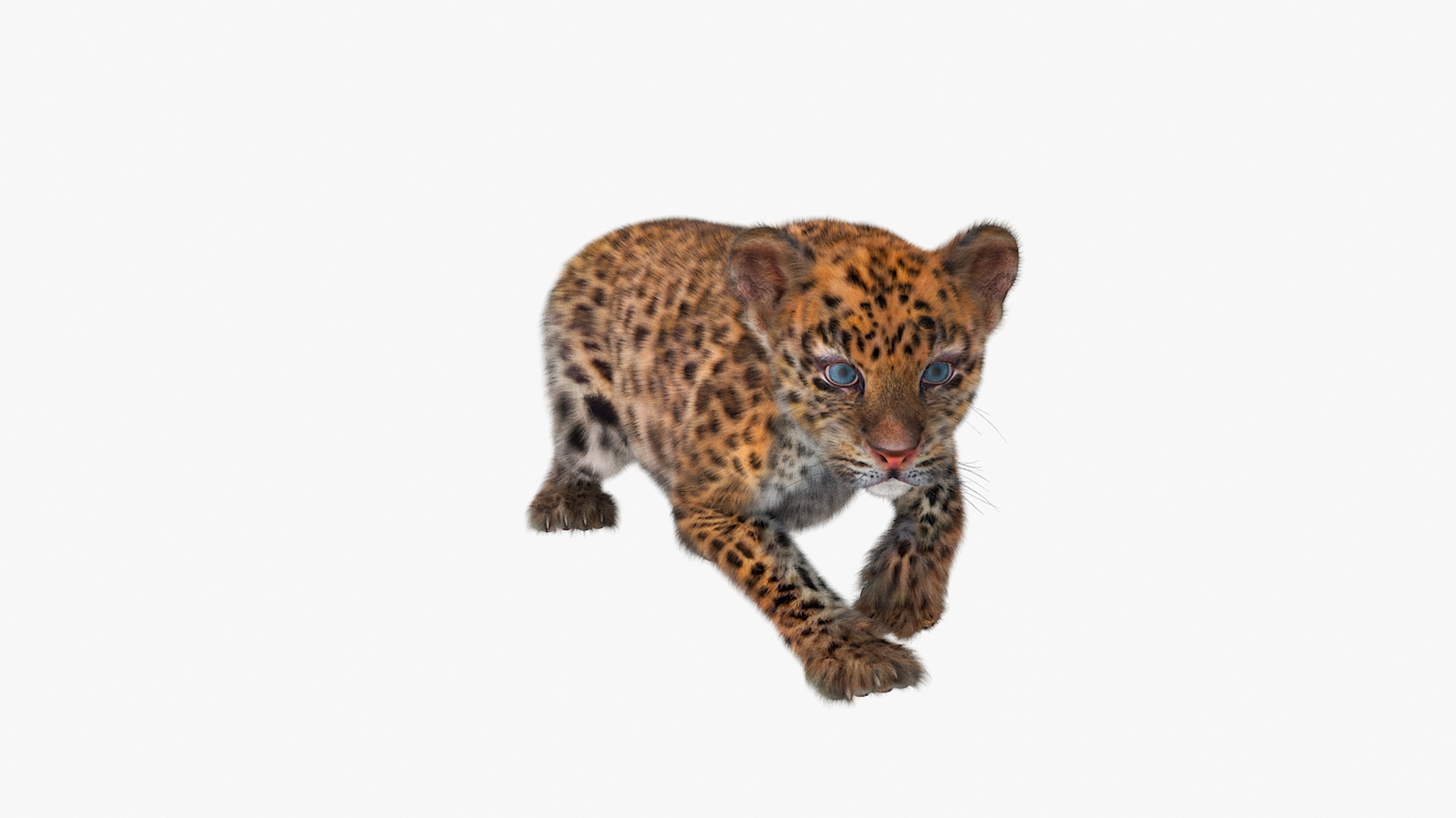 3D Leopard Cub Sneaking Pose With Fur - TurboSquid 2318903