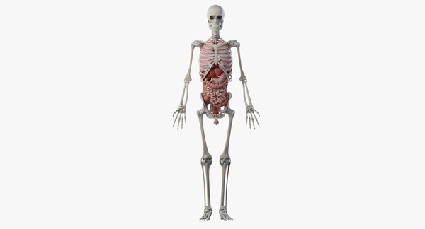 Male anatomy organs model - TurboSquid 1373822