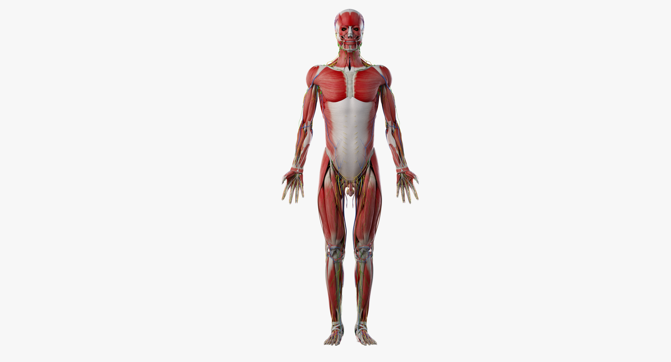 Male anatomy organs model - TurboSquid 1373822