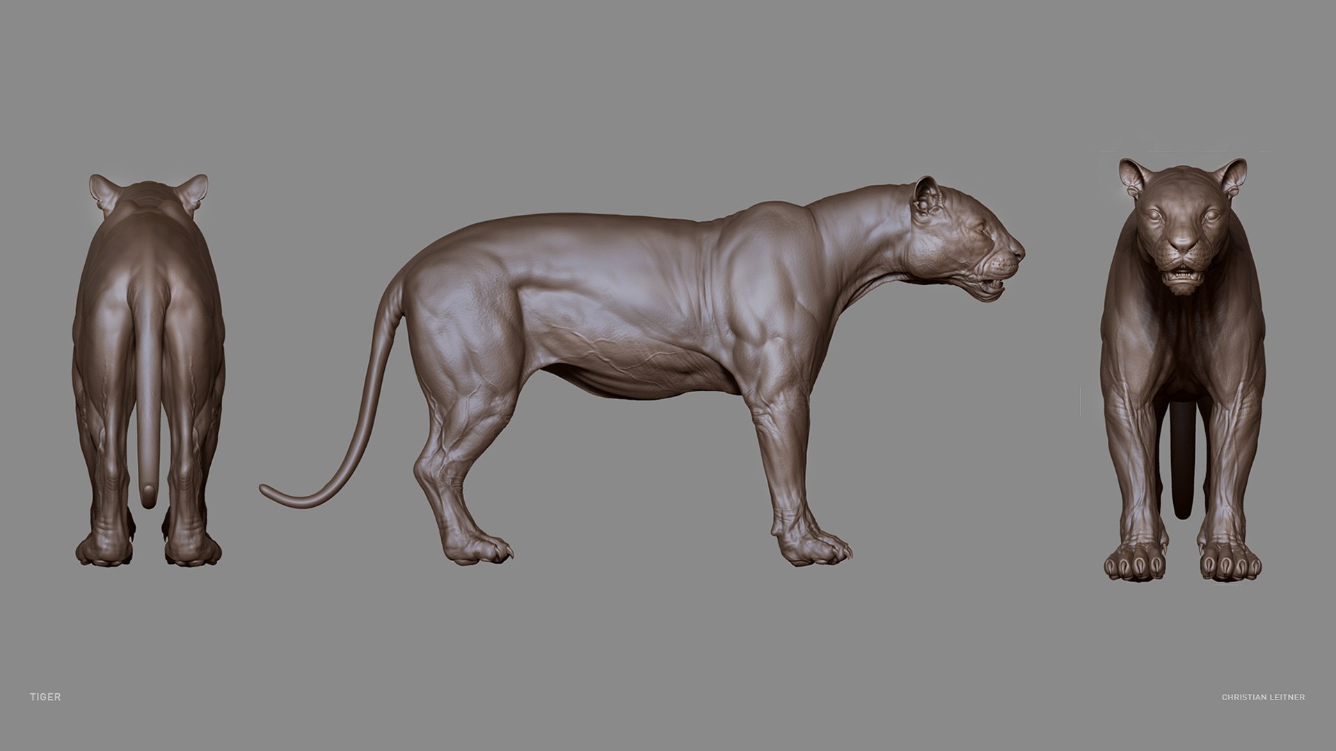 3D Tiger Model - TurboSquid 1721423