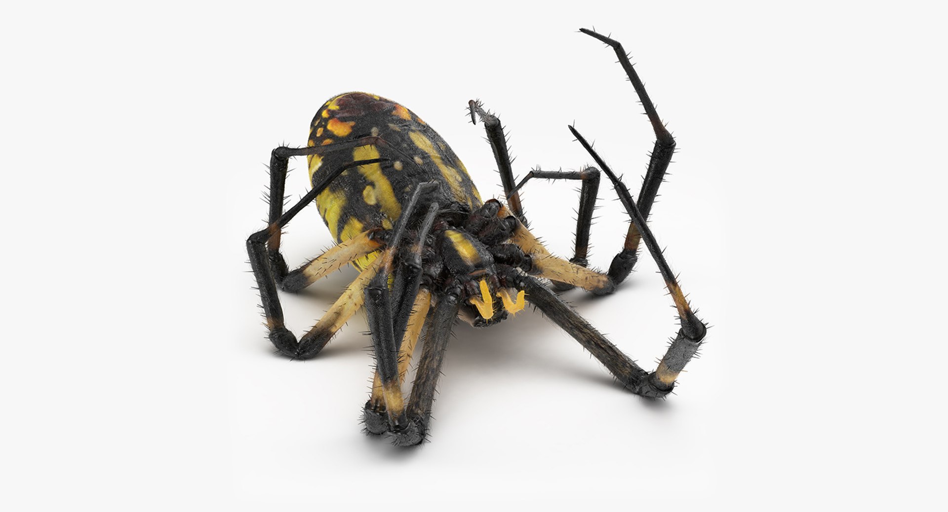 3D Dead Corn Spider Fur - TurboSquid 1188577