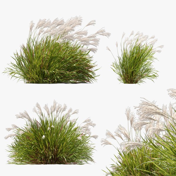 modelo 3d Miscanthus sinensis - TurboSquid 1944798