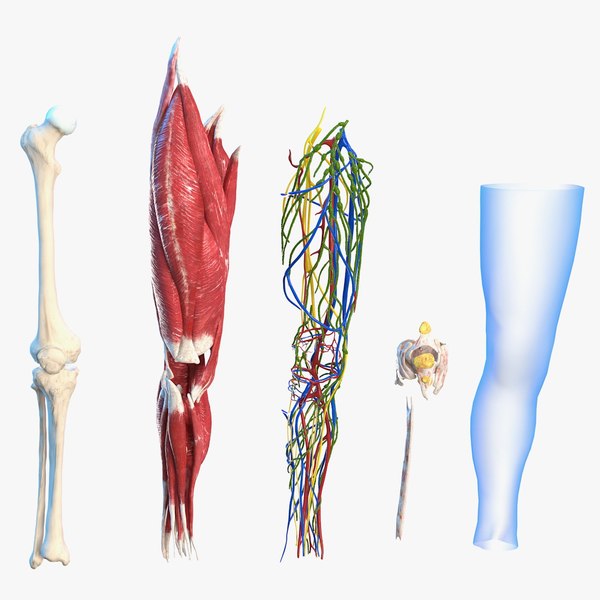 Human knee joint anatomy 3D - TurboSquid 1585701
