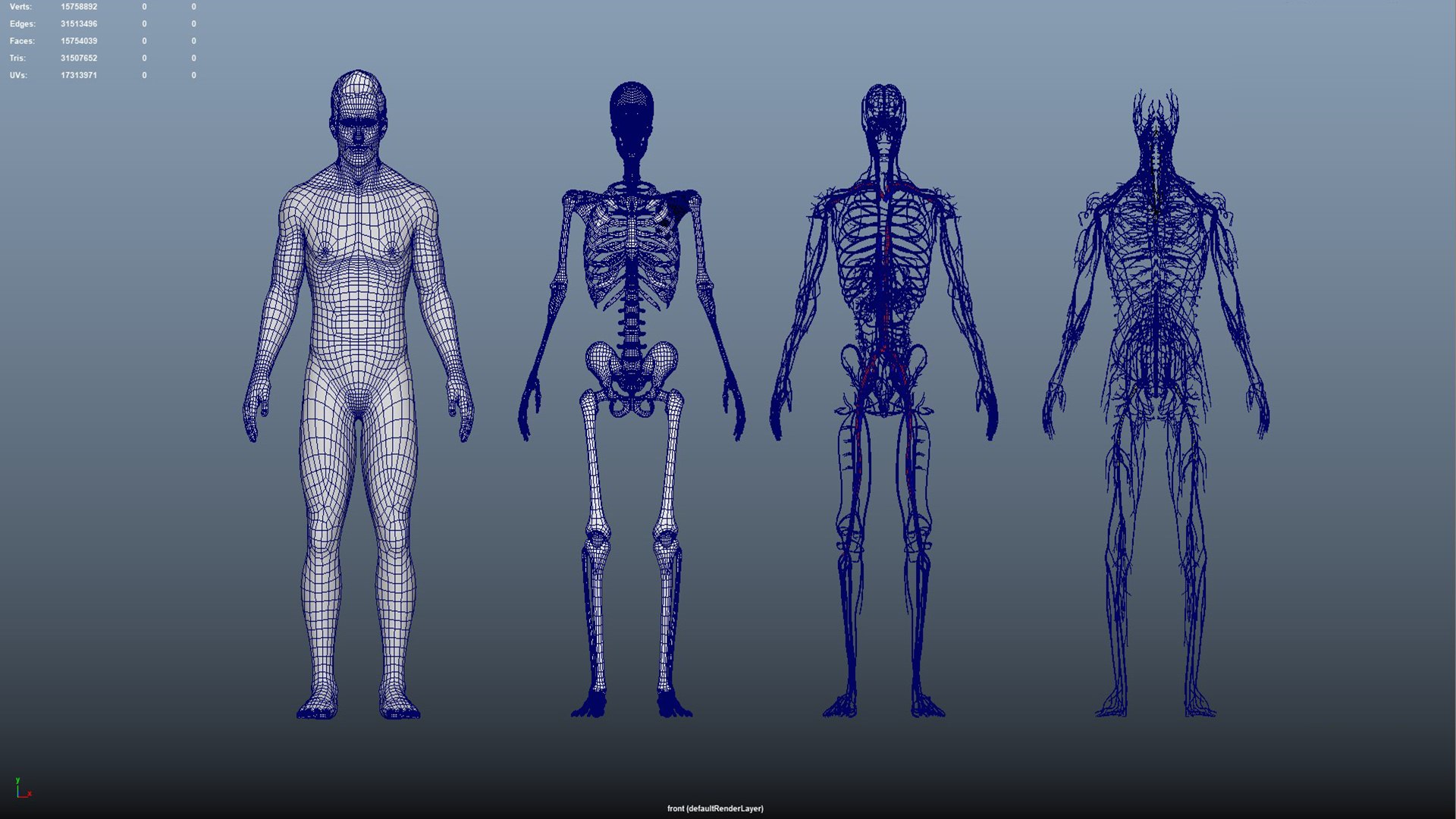 3D Model Natural Body With Skeleton And Arteries Veins And Nerves ...