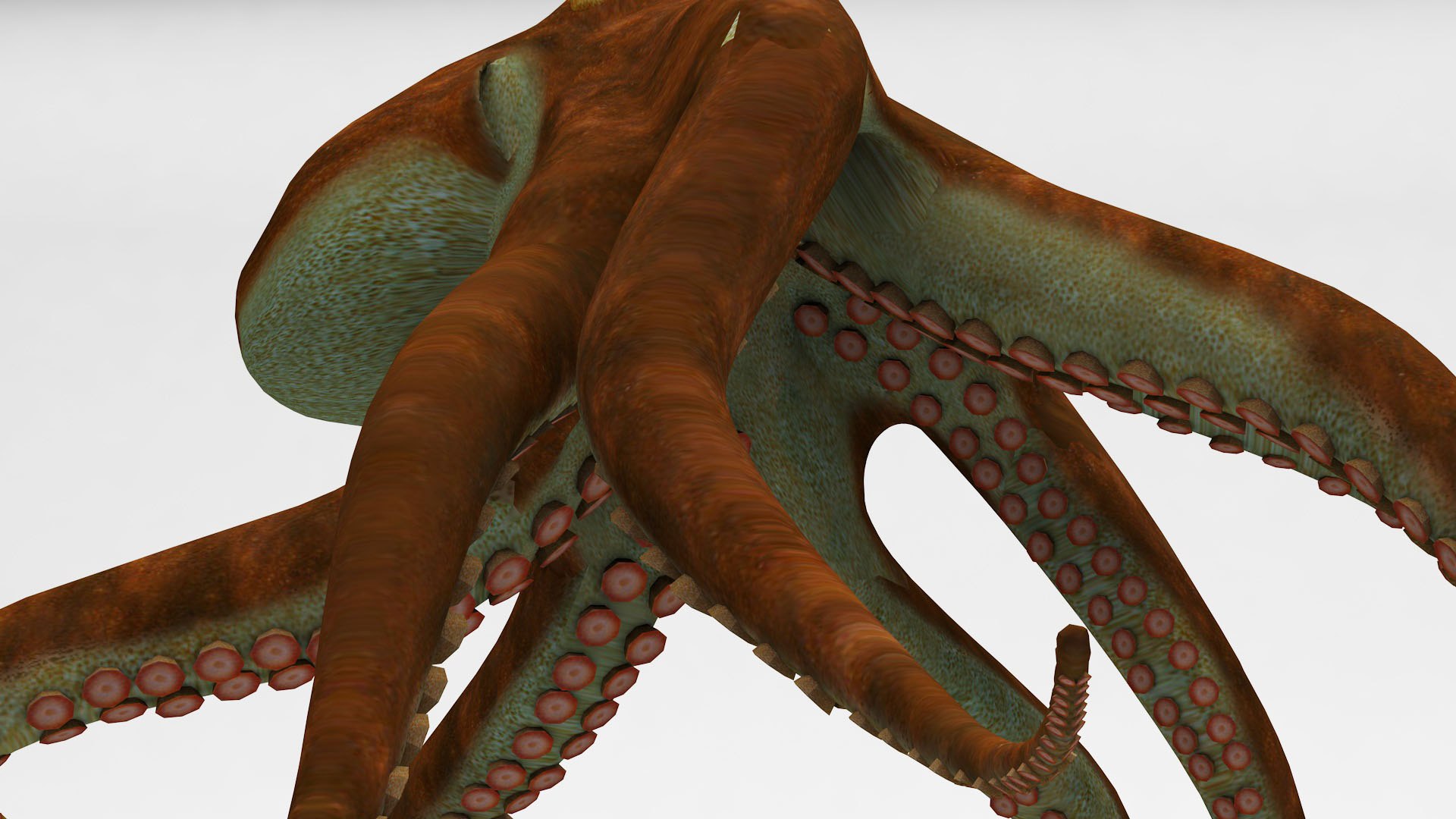 3D Octopus - TurboSquid 2034419