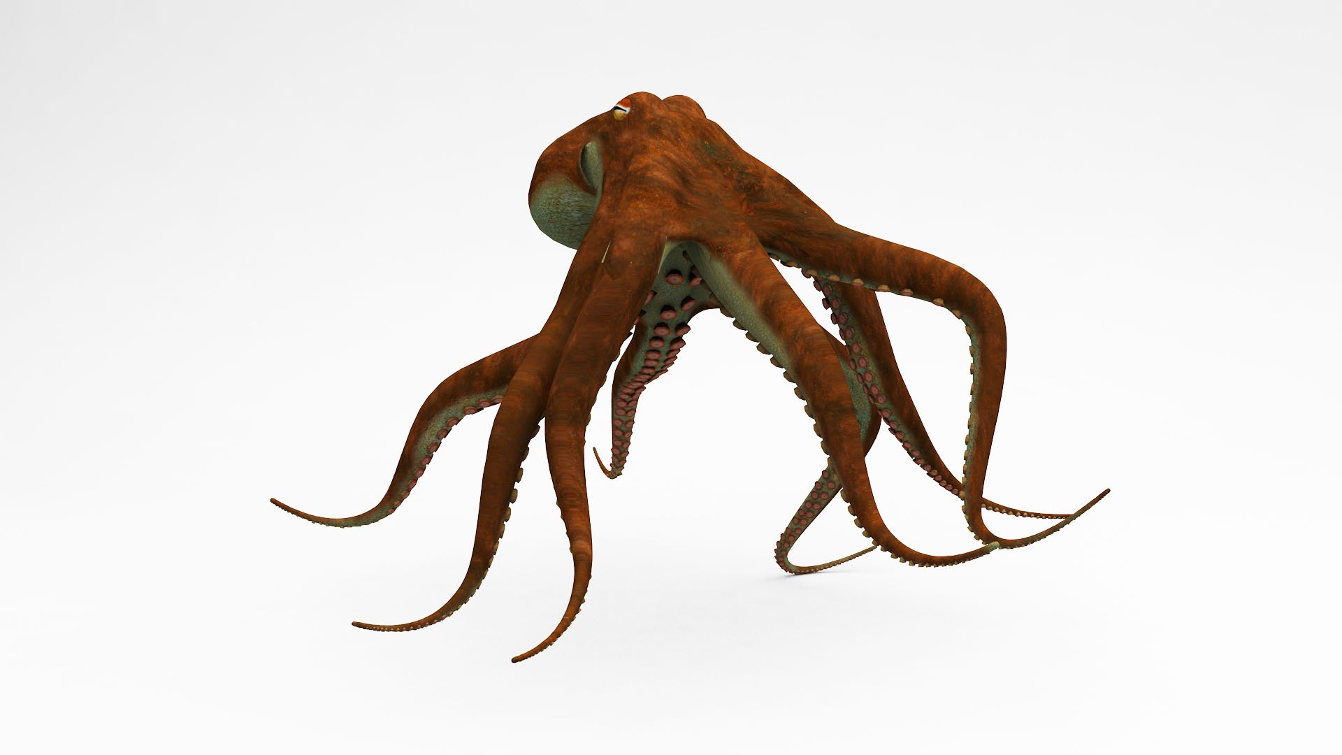 3D Octopus - TurboSquid 2034419
