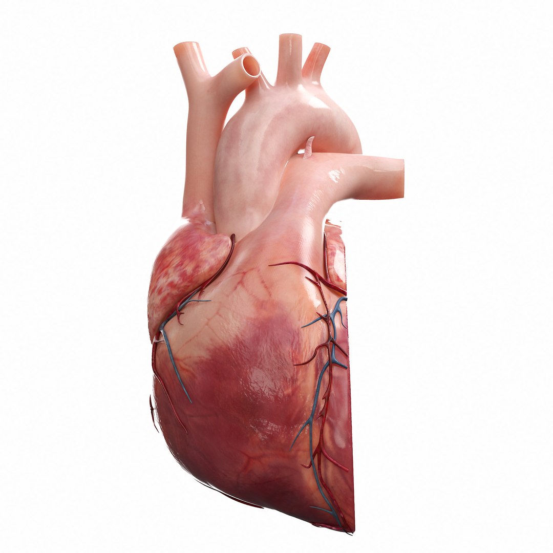3D model Heart Lateral Section Static - TurboSquid 1750366