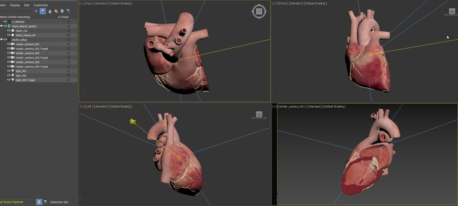 3D model Heart Lateral Section Static - TurboSquid 1750366