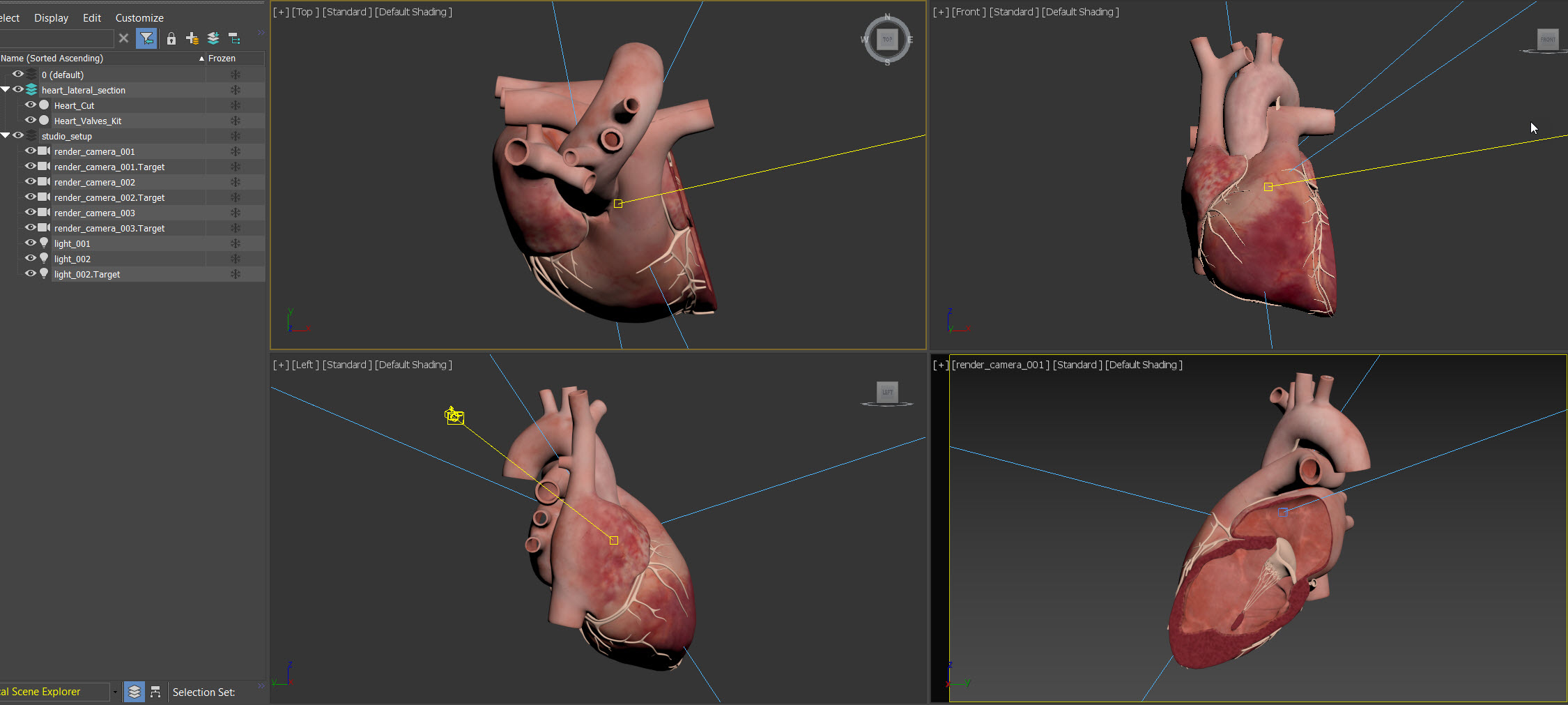 3D model Heart Lateral Section Static - TurboSquid 1750366