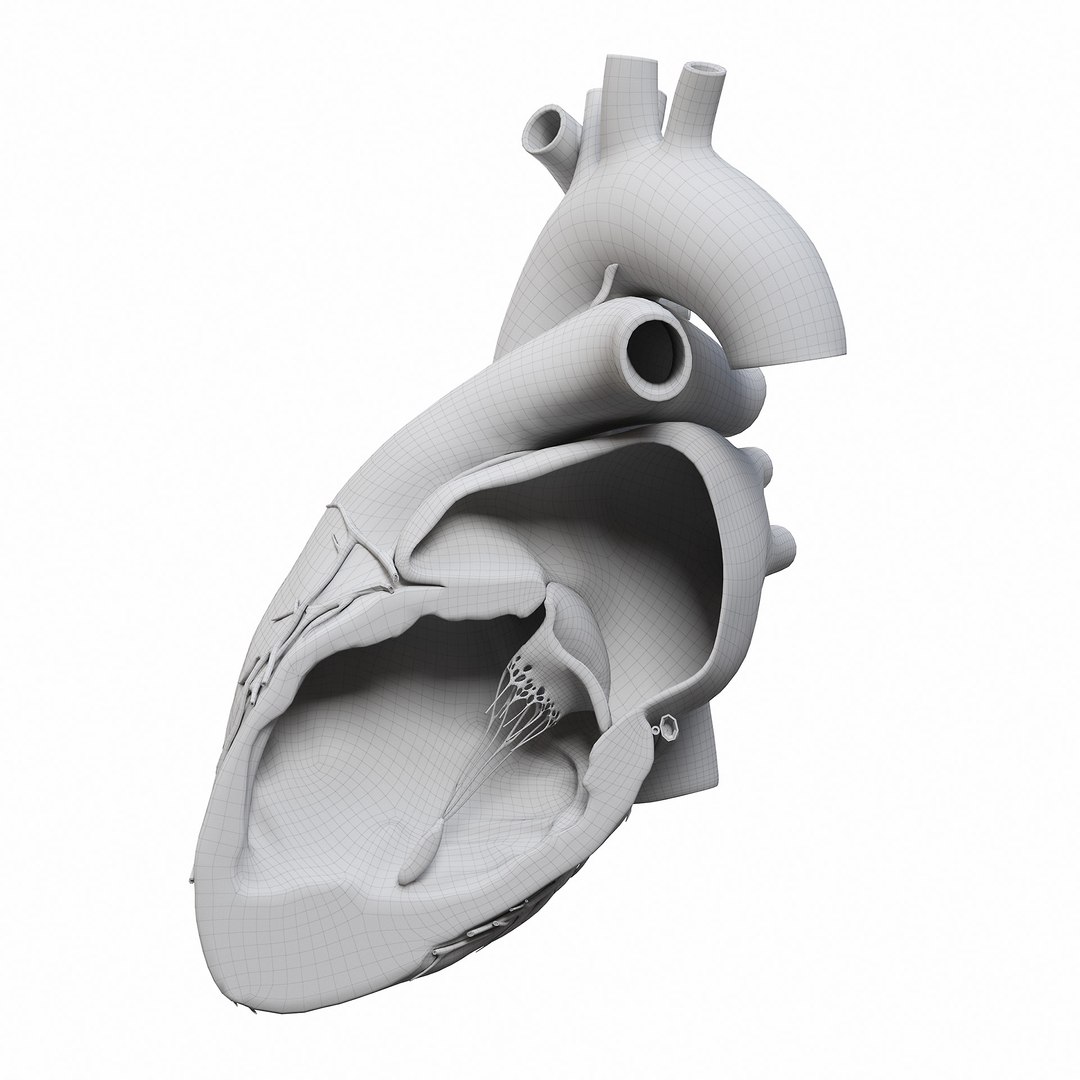 3D model Heart Lateral Section Static - TurboSquid 1750366