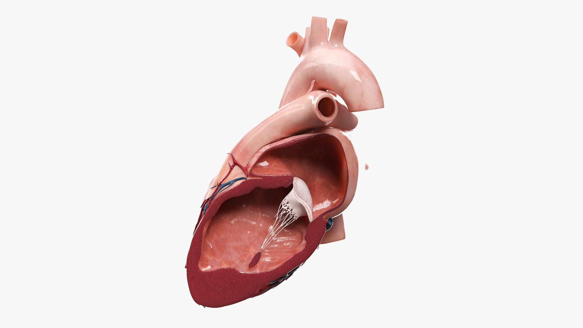 3D model Heart Lateral Section Static - TurboSquid 1750366