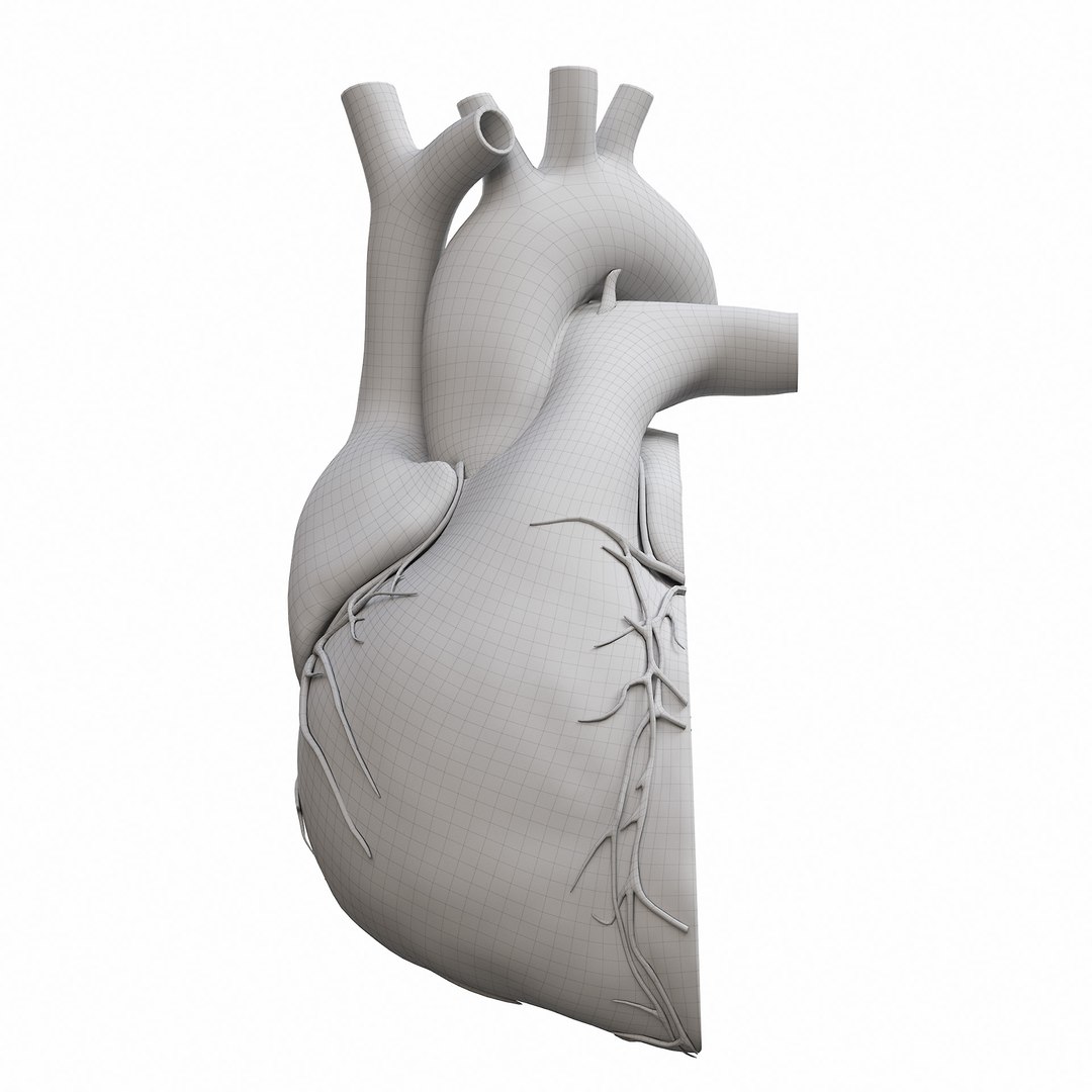 3D model Heart Lateral Section Static - TurboSquid 1750366