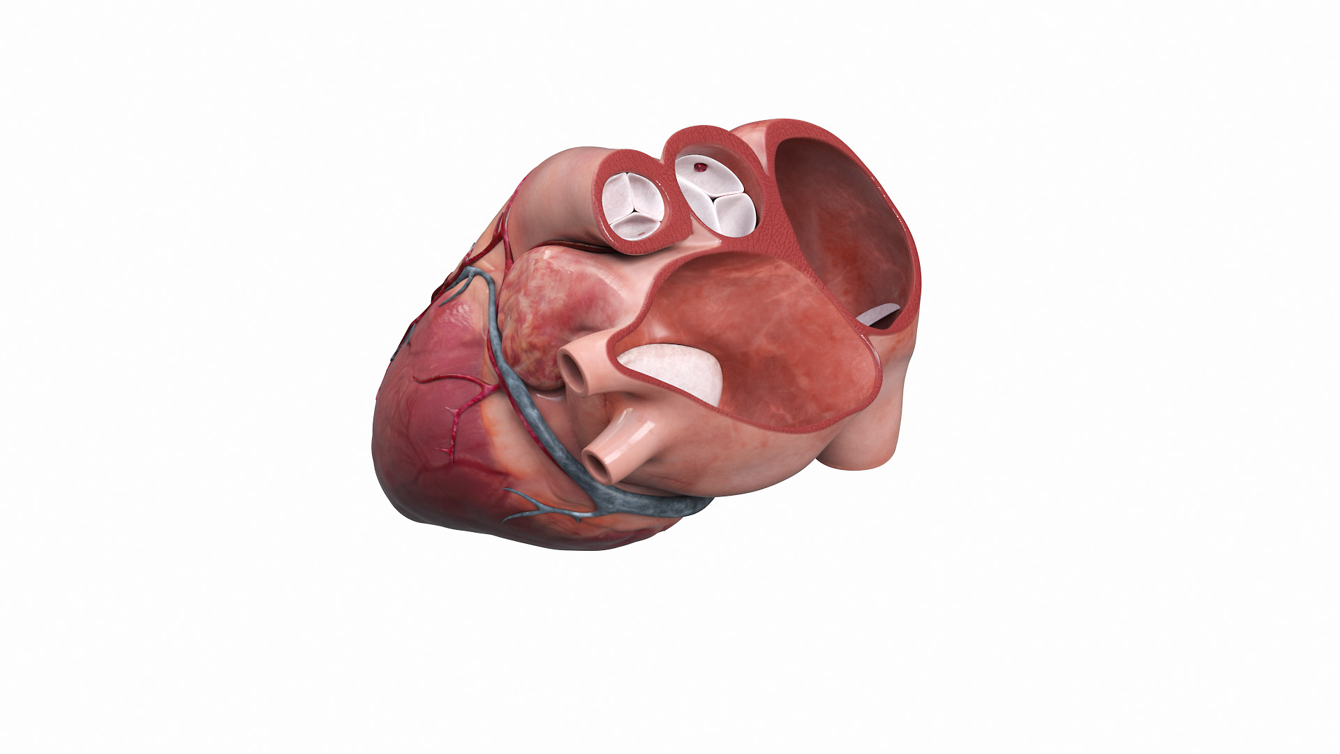 3D model Heart Lateral Section Static - TurboSquid 1750366